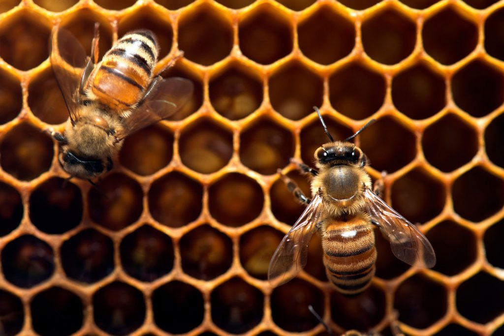 Ongediertebestrijding in Zwolle | Vreeman Ongedierte
